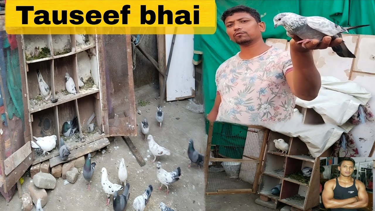 Tauseef bhai ke kabutar shauk lajawab 😍 - YouTube