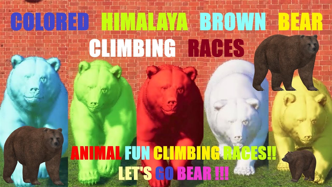 ANIMAL RACES IN PLANET ZOO- HIMALAYA BROWN BEAR IN DIFFERENT COLOUR ...
