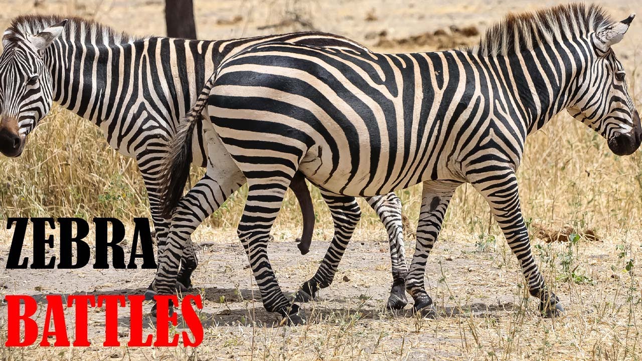 A Mark of Dominance (Unveiling the Secrets of Zebra Society) - YouTube