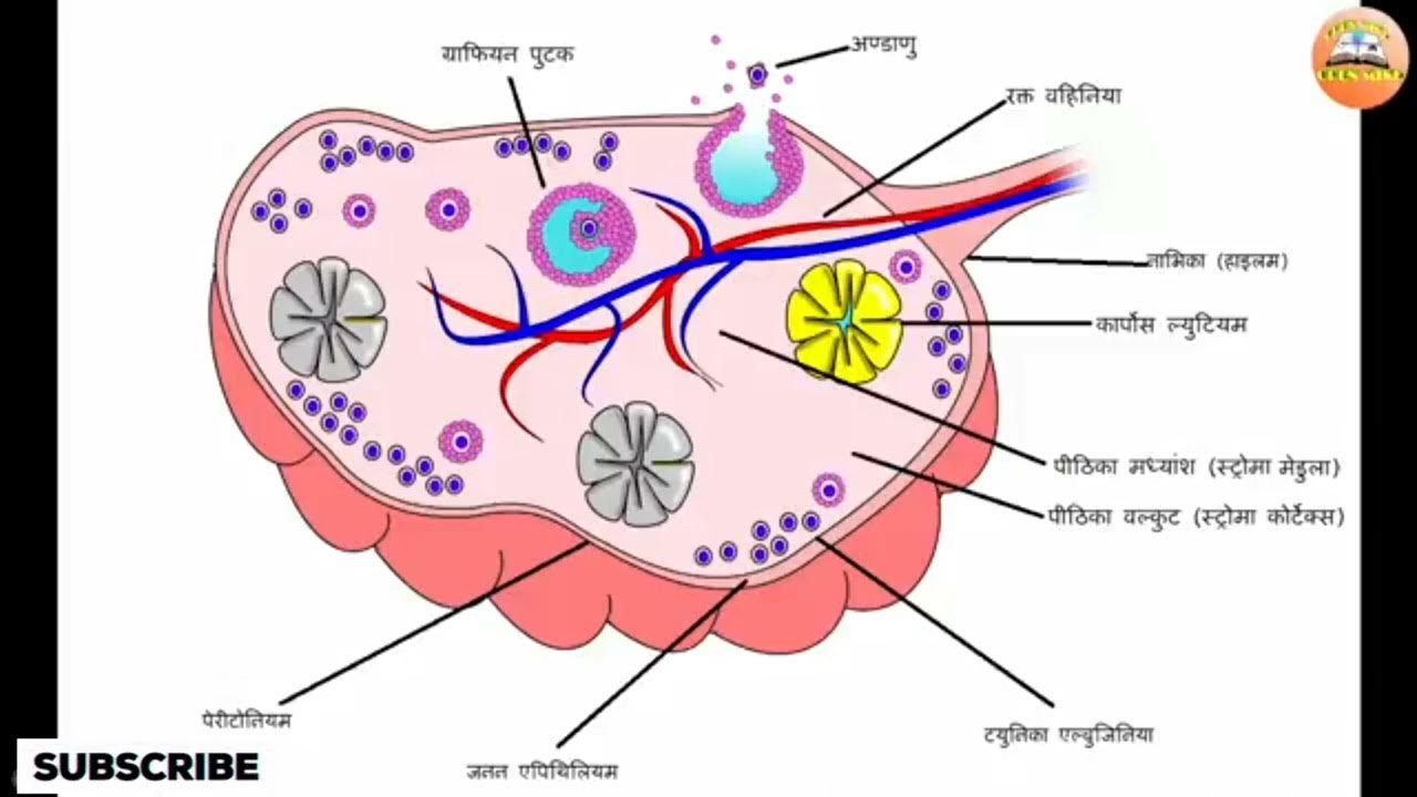 Female Reproductive System मादा प्रजनन तंत्र कैसे काम करता है । Youtube
