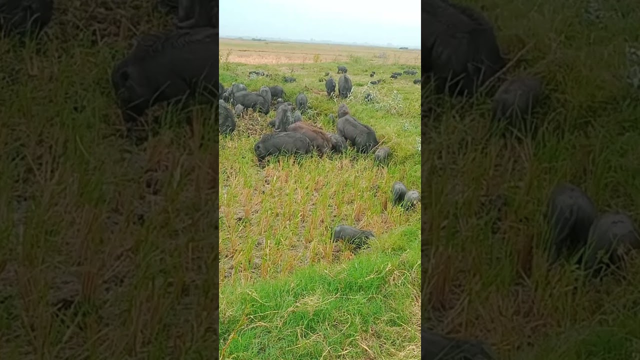 amazing pigs in village #pigs #farming #pigsisbeautiful #animals # ...