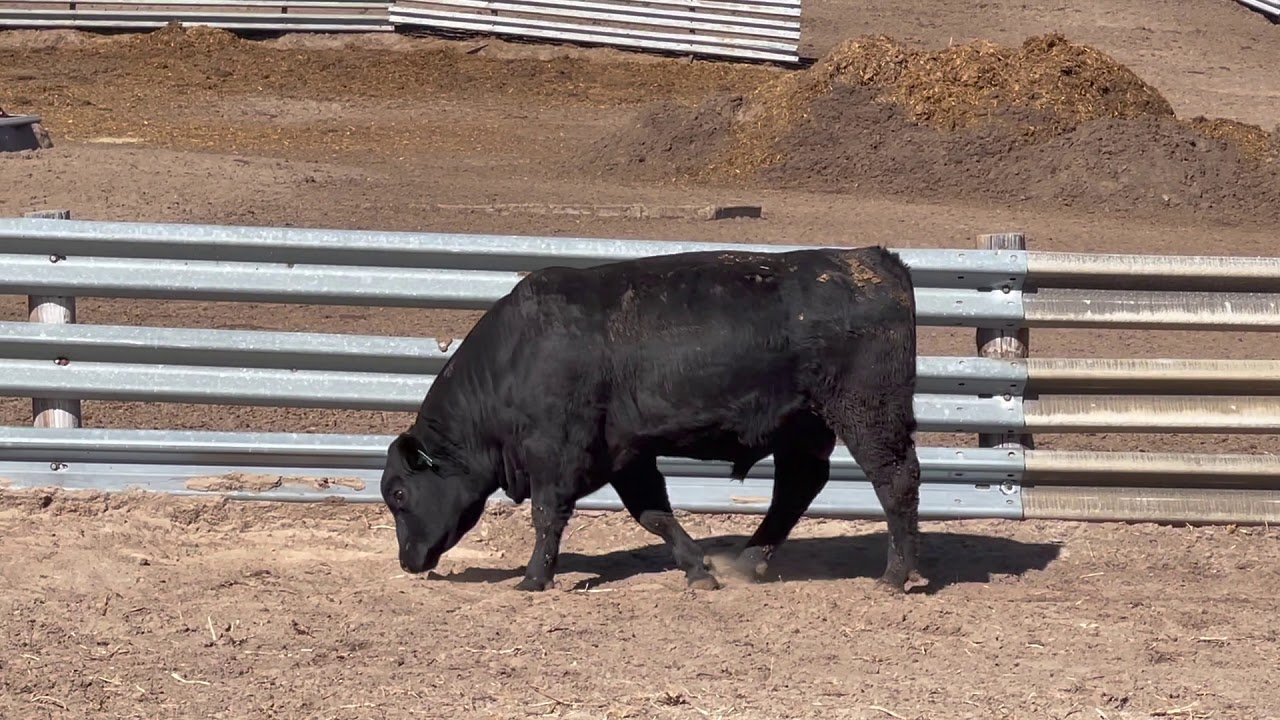 Connealy Angus Lot 363 - YouTube