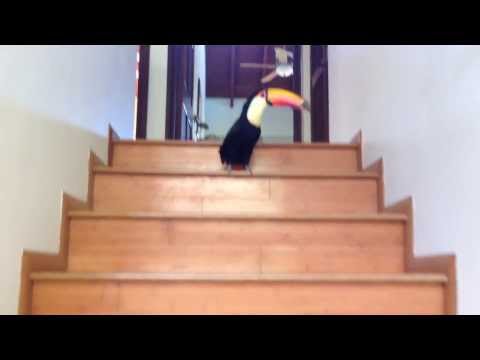 Toucan Hopping Down the Stairs
