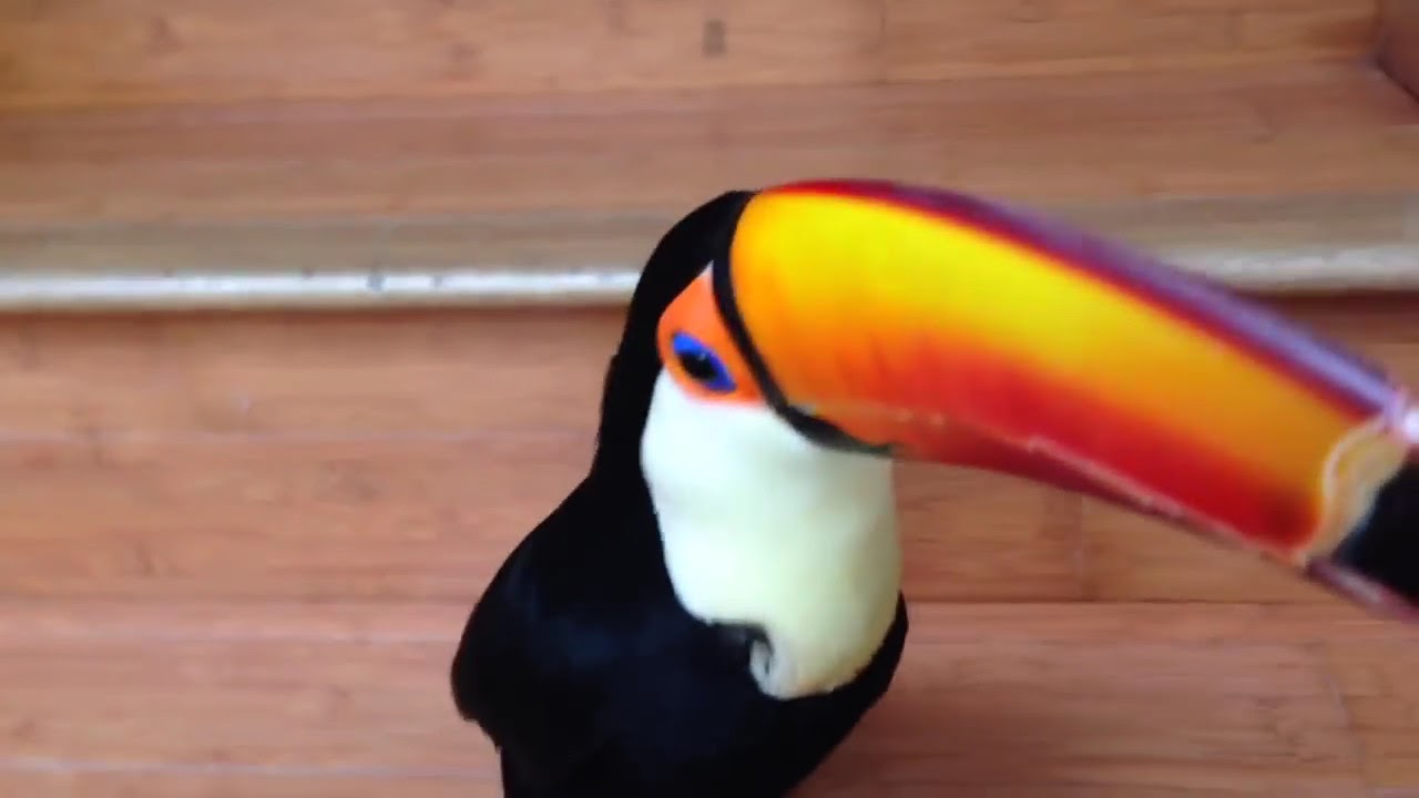 Toucan Hopping Down the Stairs - YouTube