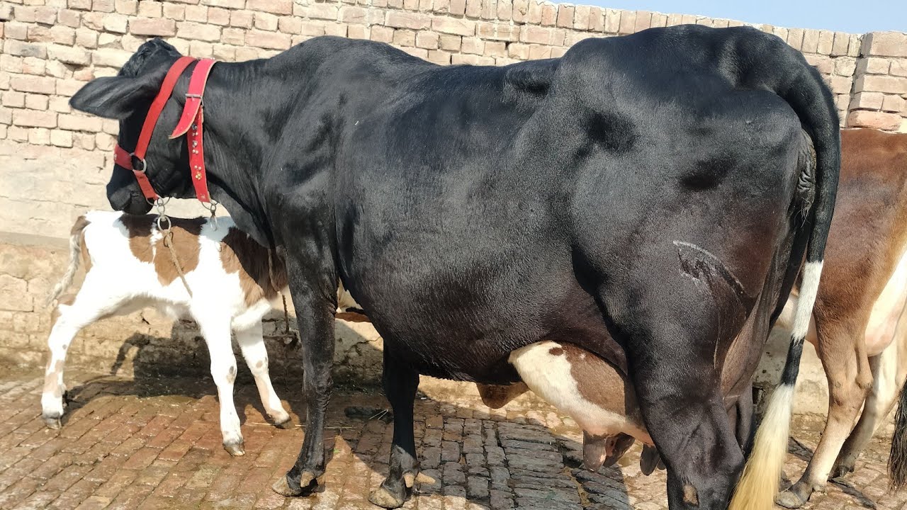 pure jarsi cow | friesian chulstani cross cow for sale in Pakistan 21 ...
