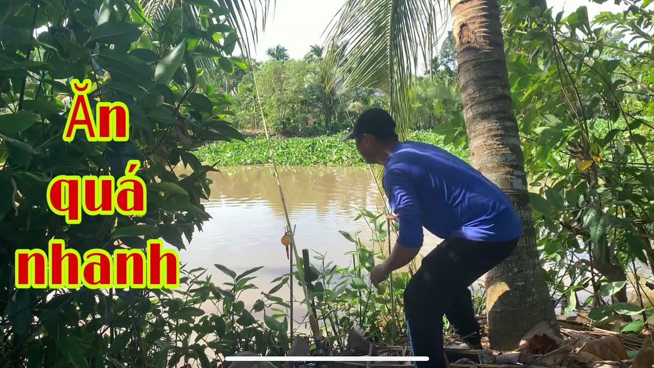 Câu Cá Tra Sông - Cá Ăn Liên Tục Dính Con Bự Bự Là Vui | Fishing - Miền ...