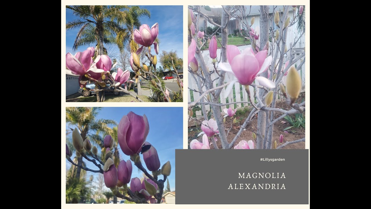 Magnolia Alexandria tree. - YouTube