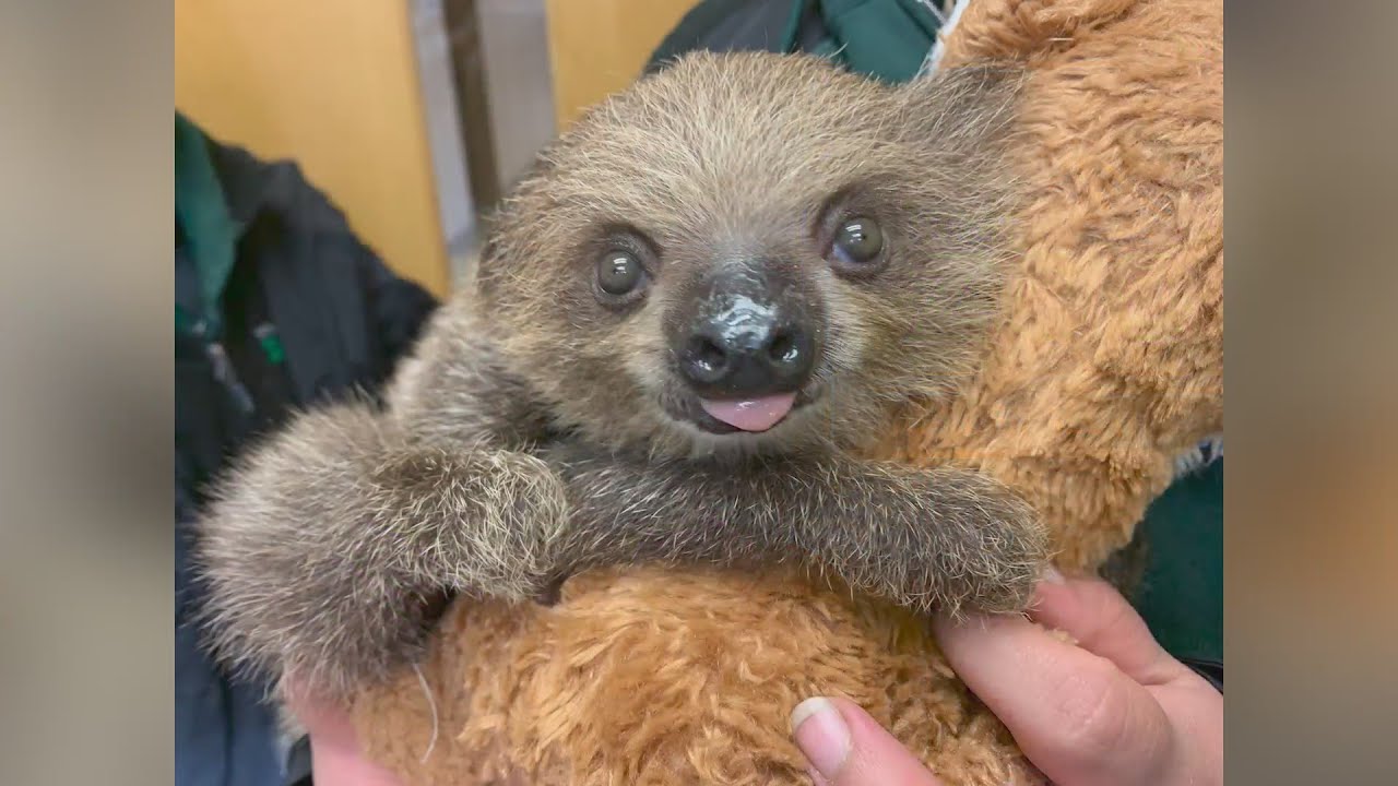 Virginia Zoo mourns death of two-toed sloth Riley - YouTube