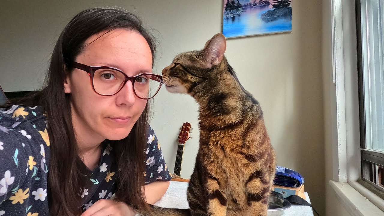 5 useful cat care hacks (so your baby doesn't struggle) - YouTube