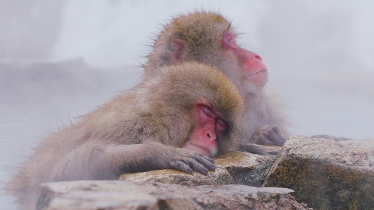 SNOW MONKEY PARK and Hot Springs 🇯🇵Japan 2023【Nagano Snow Winter】 - YouTube