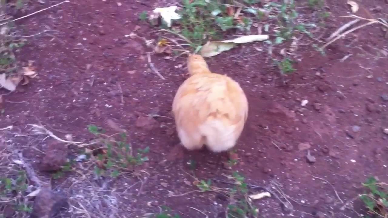 Young chicken large centipede - YouTube