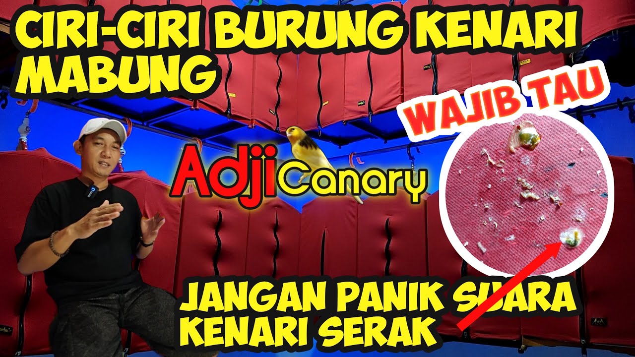 Ciri-ciri Burung Kenari Mabung - YouTube