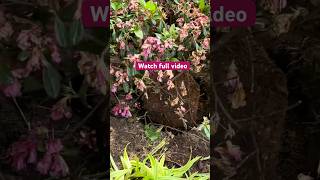 How to plant AZALEAS in the ground at home #gardening #azaleas #landscapedesign