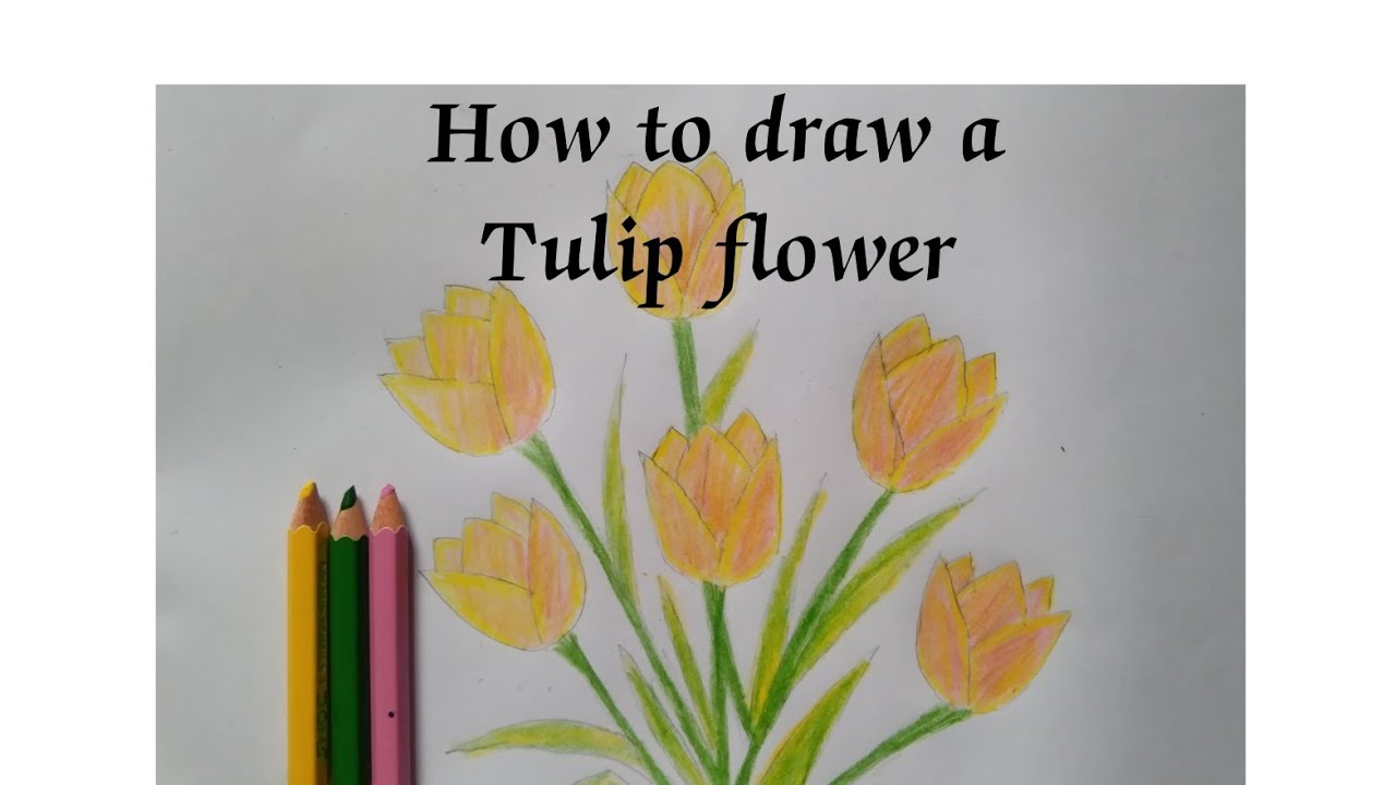 How to draw a tulip flower|| Easy tutorial flower|| draw step by step ...