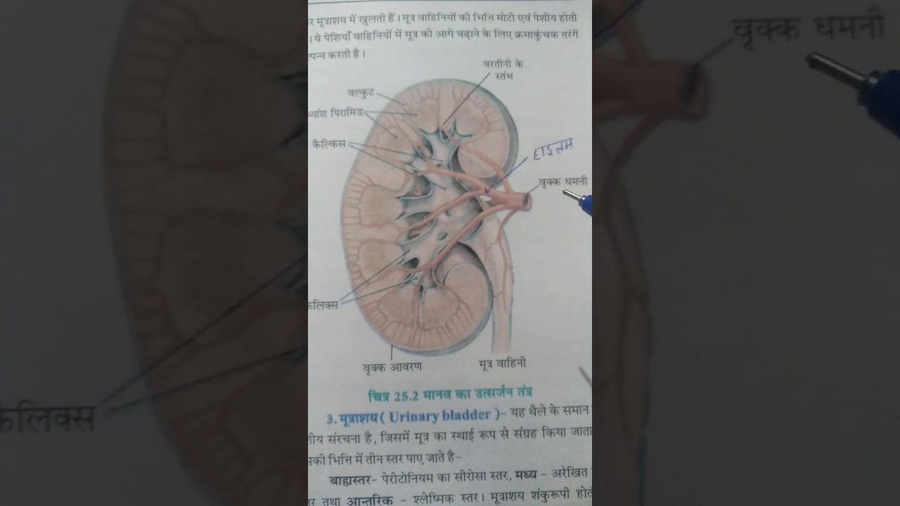 Human kidney structure (class-12bio.) By J. K. Sharma - YouTube