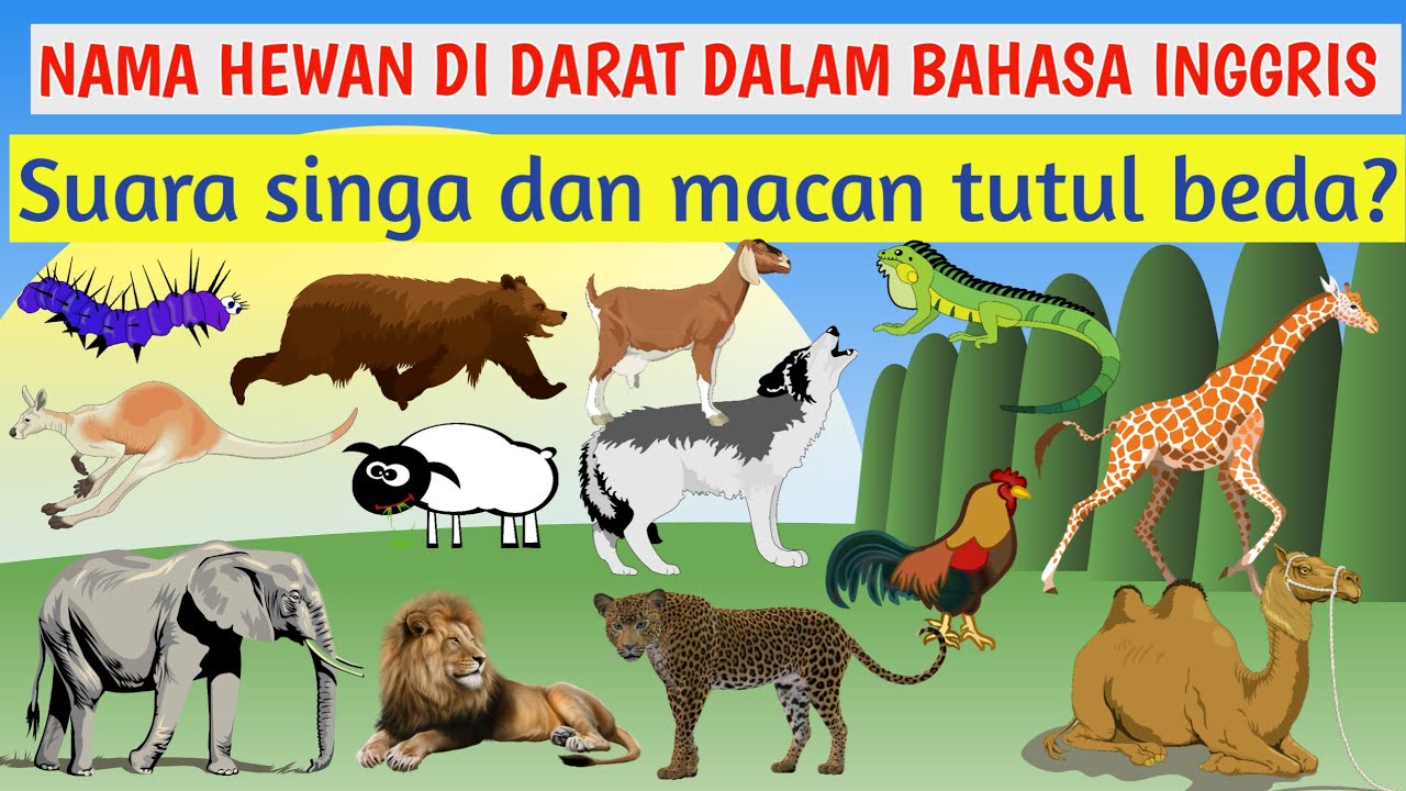 NAMA HEWAN DI DARAT DALAM BAHASA INGGRIS(LAND ANIMALS) | ANIMASI ...