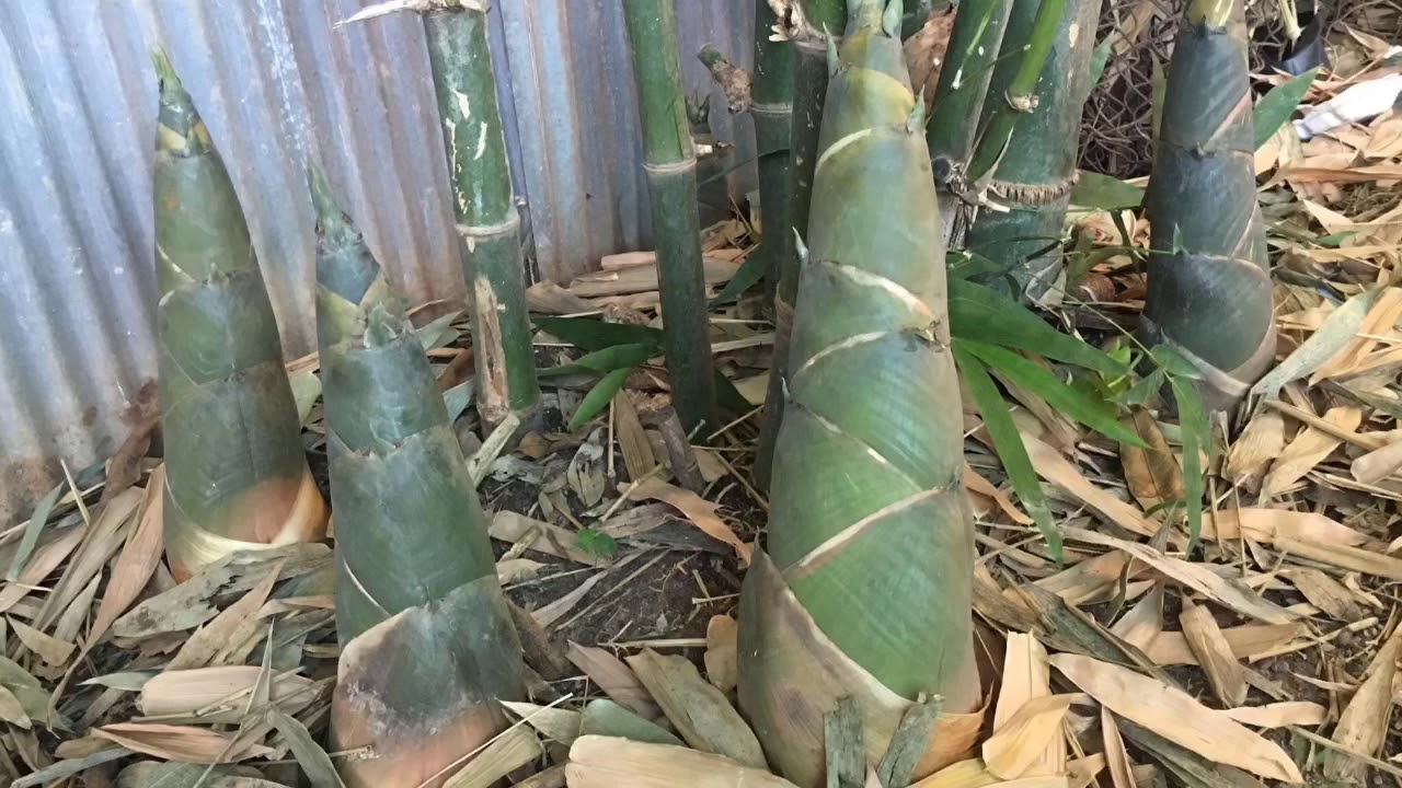 របៀបដាំនិងថែទាំតំណាំទំពាំងផ្អែម/ How to plant sweet bamboo - YouTube