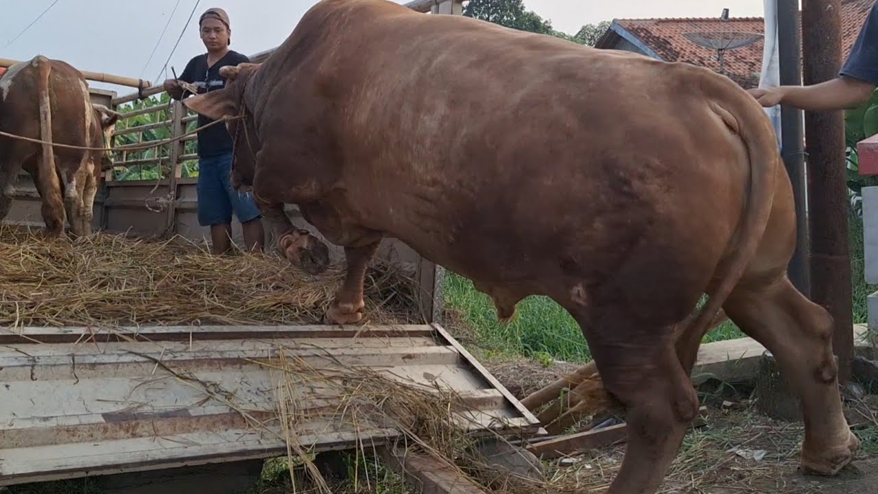 SAMPAI MALAM PROSES MUAT 6 SAPI MONSTER MENUJU SUMBER TERNAK FARM‼️ ...