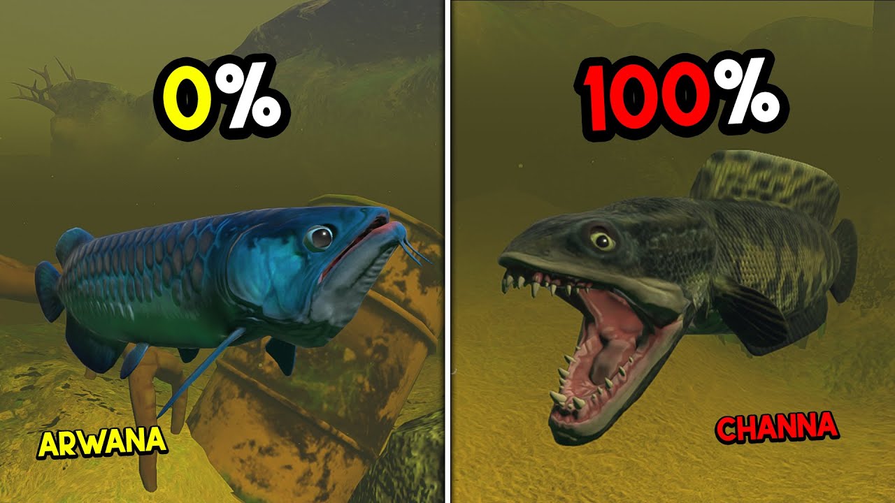 Gue Jadi Ikan ARWANA HIAS Sampai Dapat CHANNA PEMBURU... Feed And Grow ...