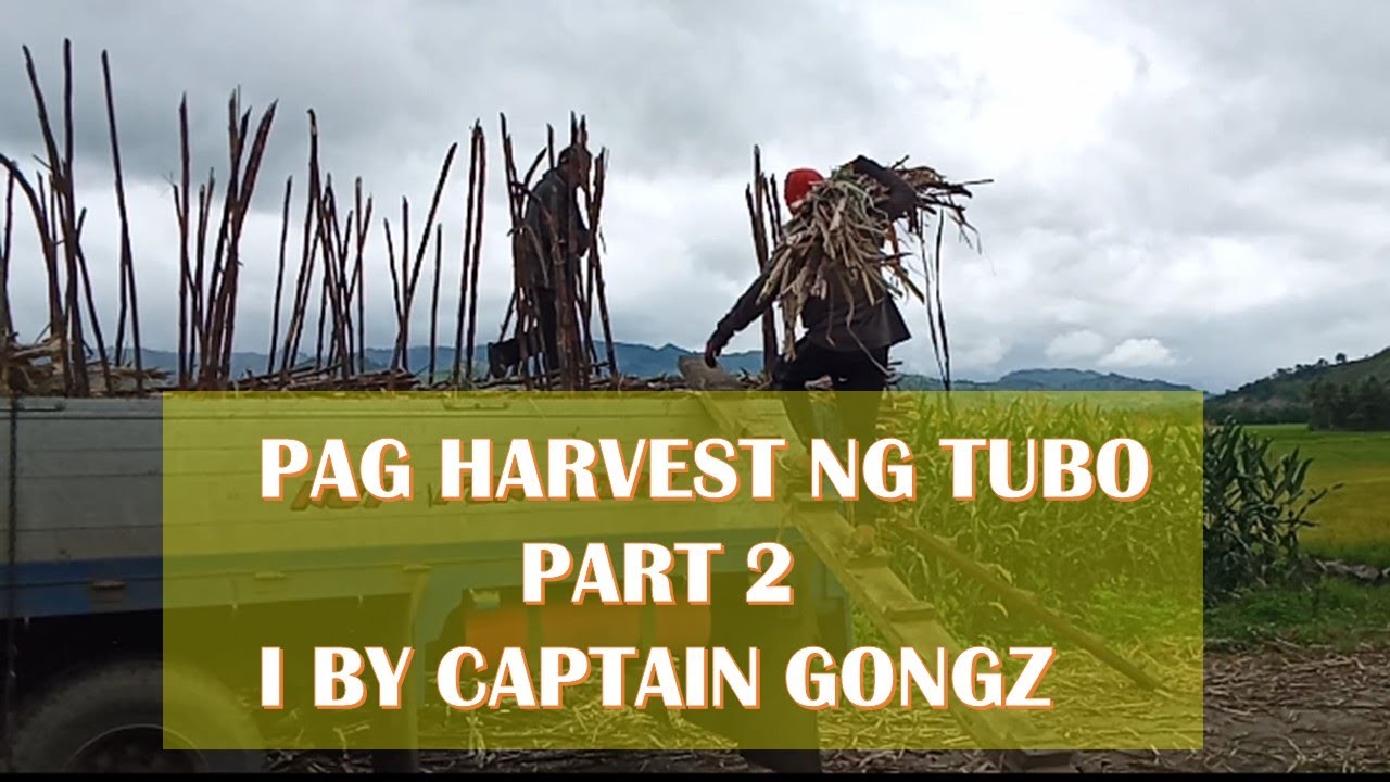 PART 2/ PAG HARVEST NG TUBO/SUGAR CANE HARVESTING BY CAPTAIN GONGZ ...