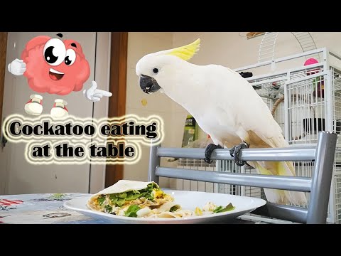 NIGEL THE COCKATOO EATS AT THE TABLE - CACATUA QUE COME À MESA - YouTube