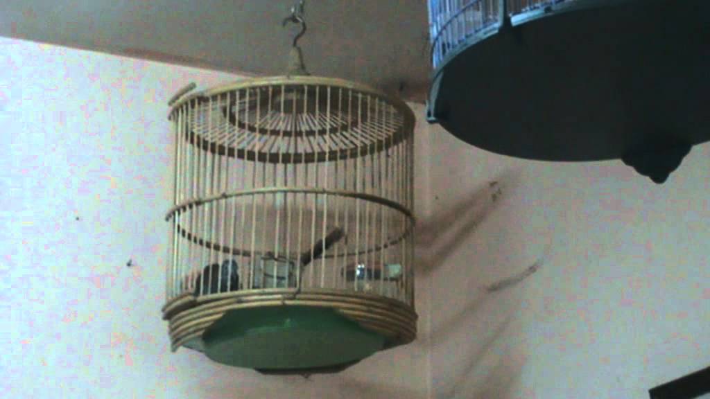 merbok tandang as 4-7a.mpg - YouTube