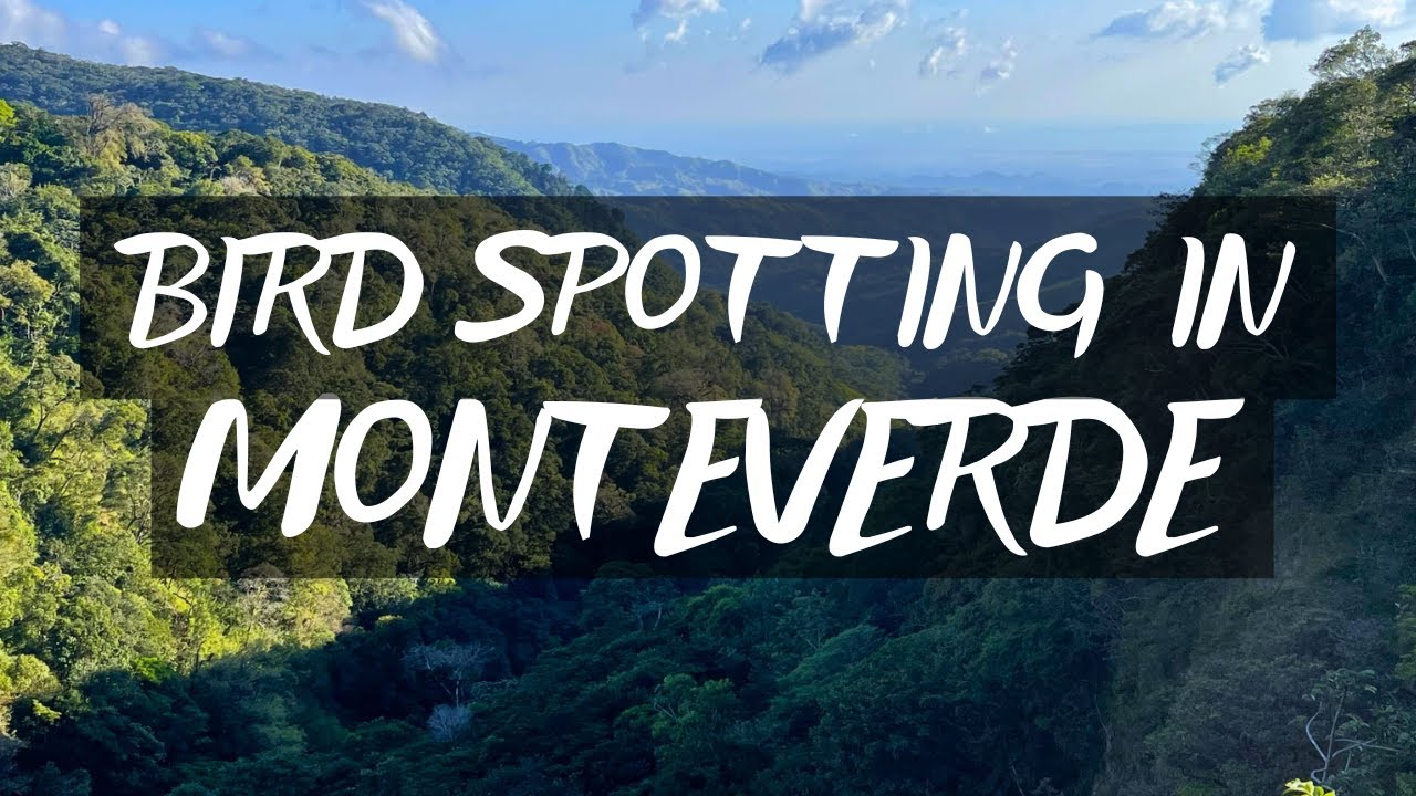 MONTEVERDE: Bird spotting - YouTube