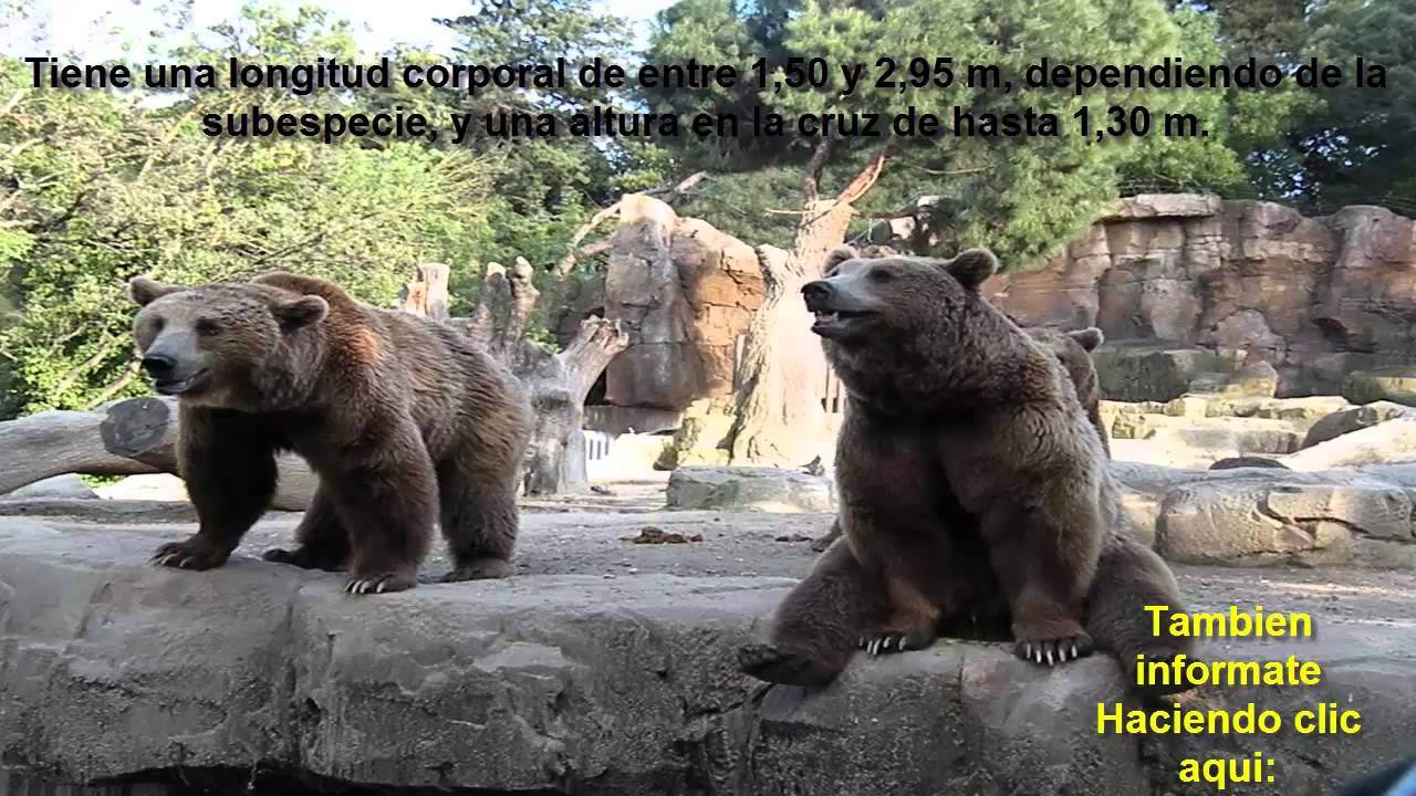Oso Pardo - YouTube