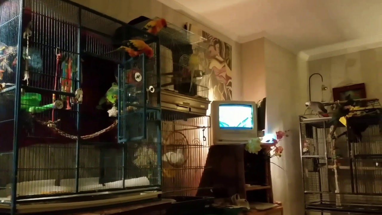 Parrot sanctuary at The Sharyn Zoo. Follow at Sammy The Hammy The ...