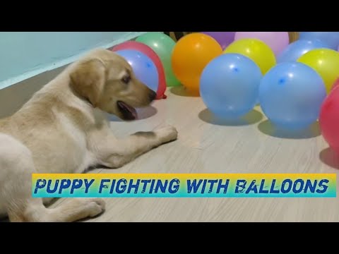 Puppy Fighting with Balloons #puppy #balloons #labrador #funny - YouTube
