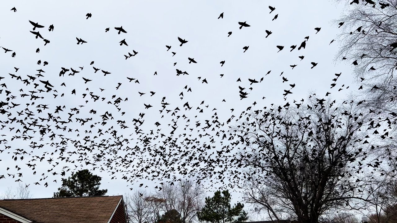 Massive Flock of Blackbirds - YouTube