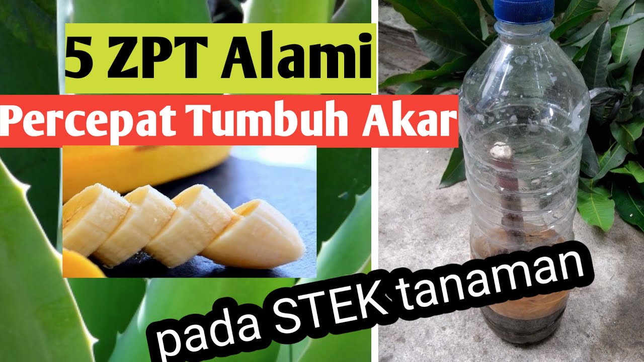 5 Perangsang Akar Alami untuk Stek Tanaman yang Ampuh dan Mudah Anda ...