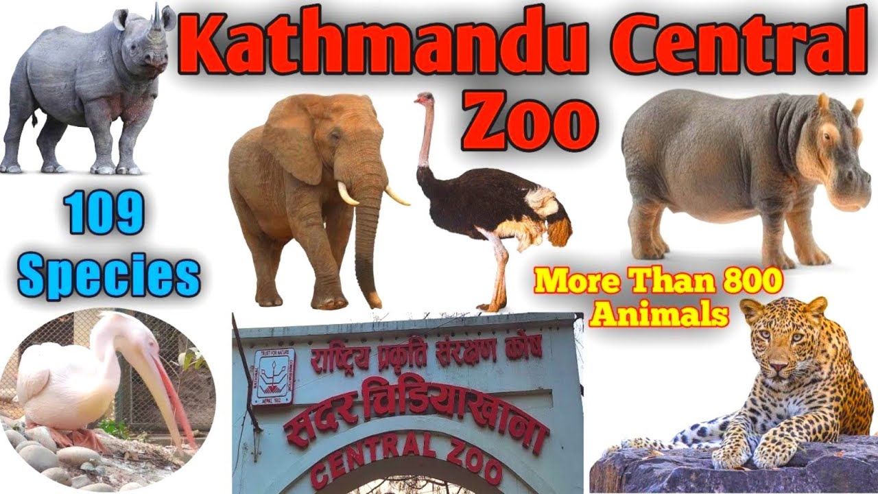 Visiting to Central ZOO of Kathmandu🐅🦍🐆🦁🦓 l Zawalakhel Nepal🇳🇵ll Jivan ...