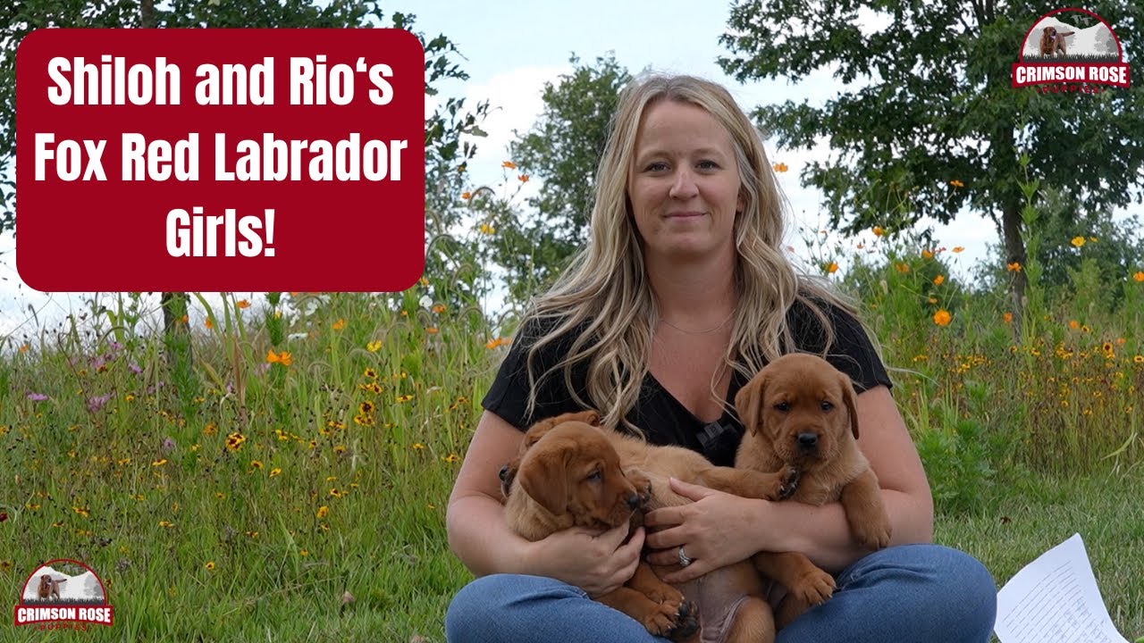 Shiloh and Rio's Fox Red Labrador Girls! - YouTube