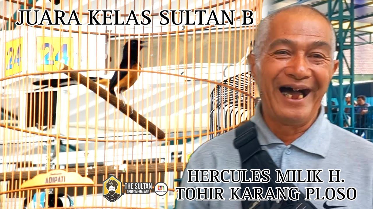 Aksi Murai Hercules Rebut Podium juara 2 Soft Lounching The Sultan ...