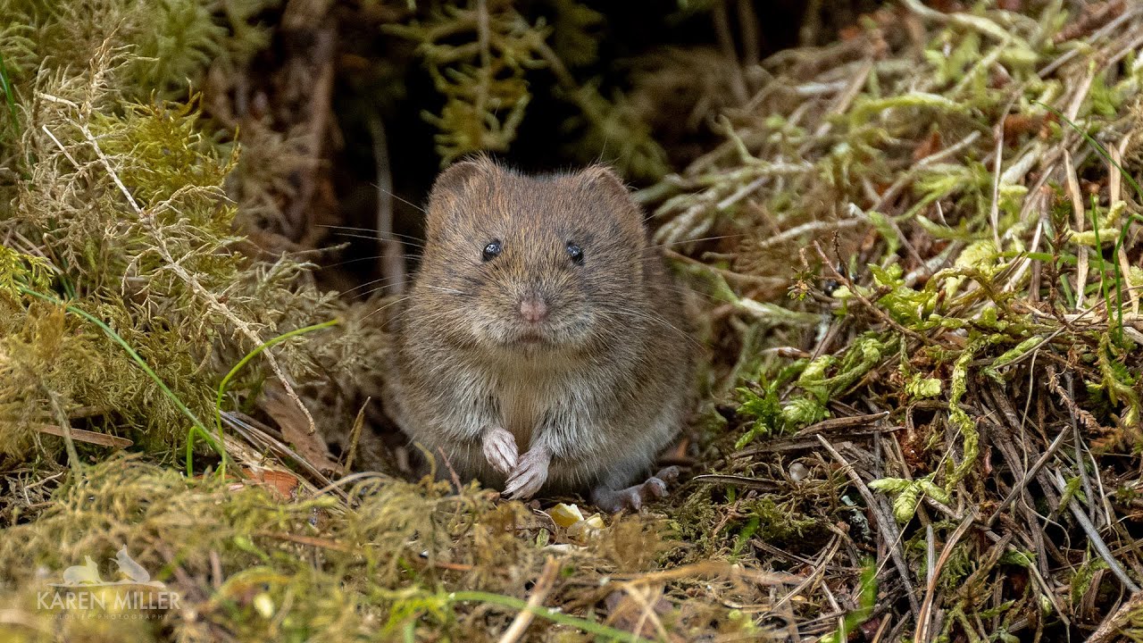 Bank Voles - YouTube