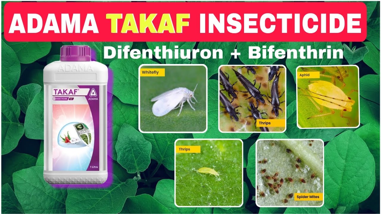 TAKAF Insecticide | Adama Takaf | Difenthiuron + Bifenthrin | Whitefly ...