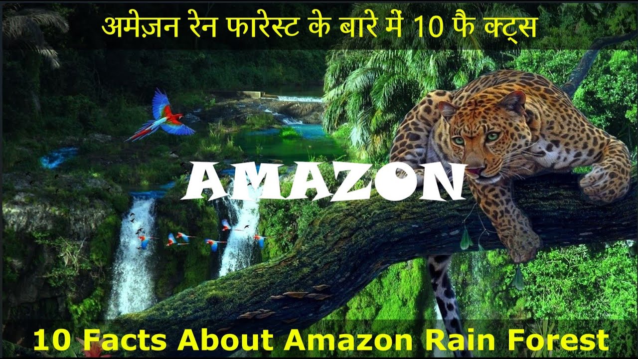 Facts about amazon rain forest | अमेज़न रेन फारेस्ट के बारे में 10 फै ...