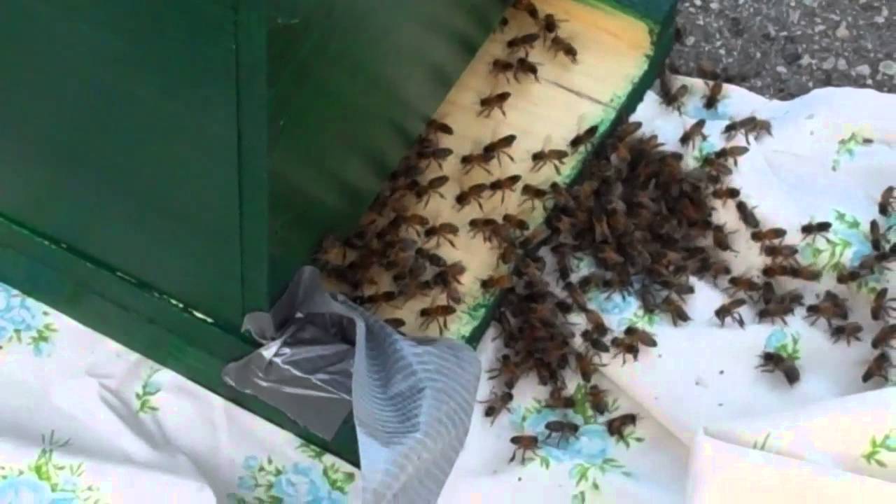 Parking Lot Palm tree rescue - YouTube