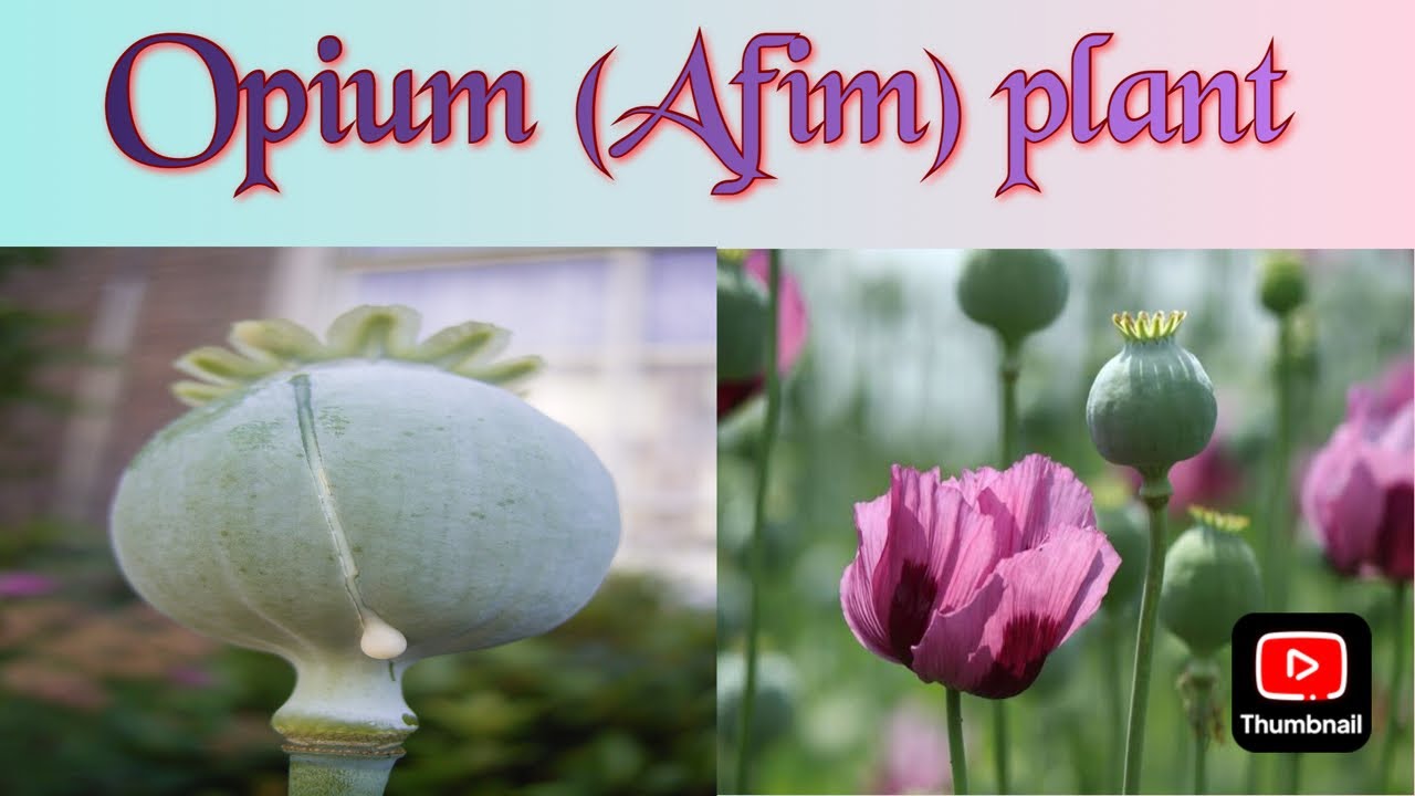 Opium (Afim) plant according to pharmacognosy (Pharm D) | easy lecture ...