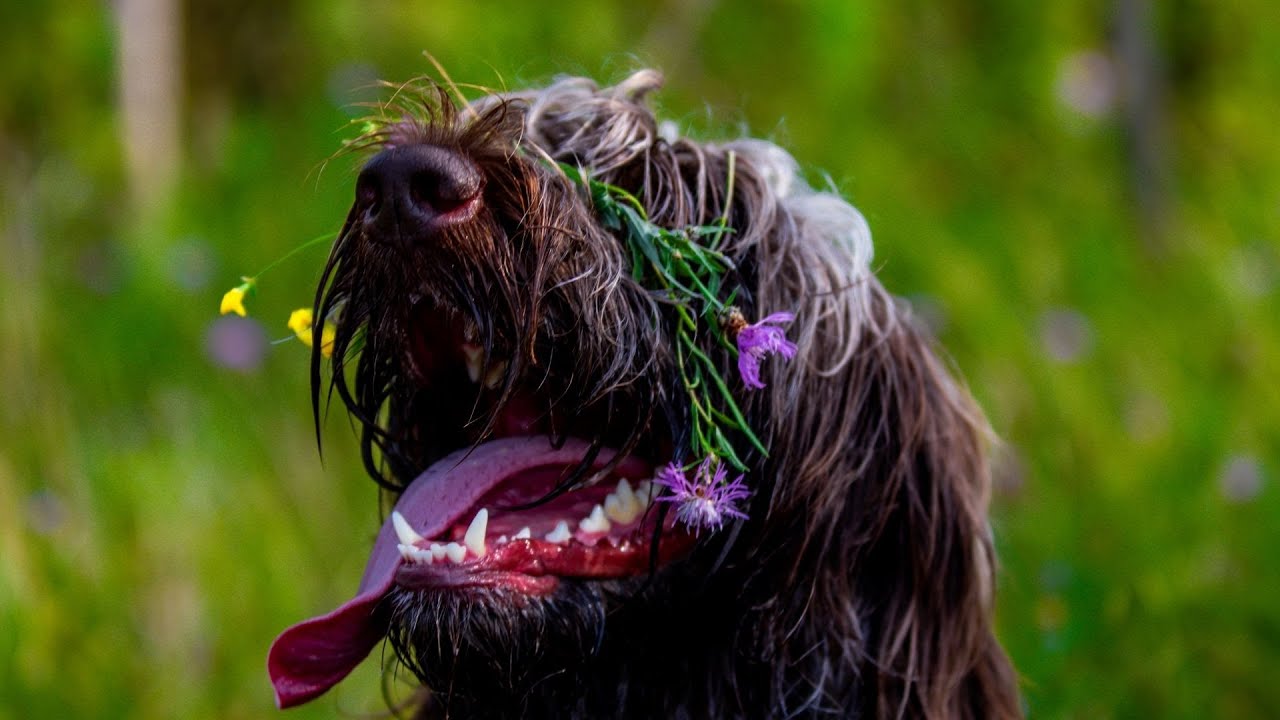 Wirehaired Pointing Griffons: The Ultimate Retrievers - YouTube