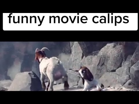 funny # video# clips # - YouTube