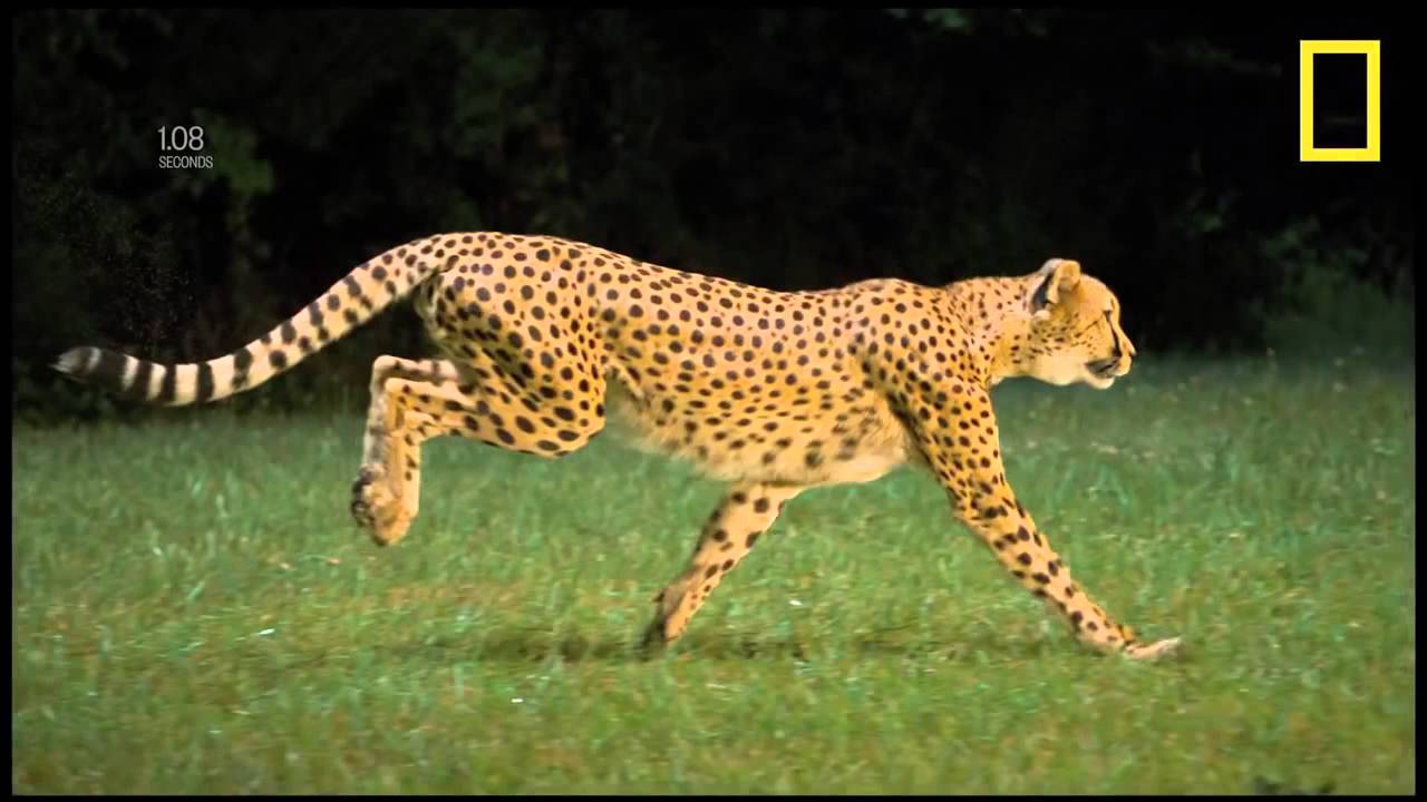 The World's Fastest Animal Runner | أسرع الحيوانات الراكضة في العالم ...
