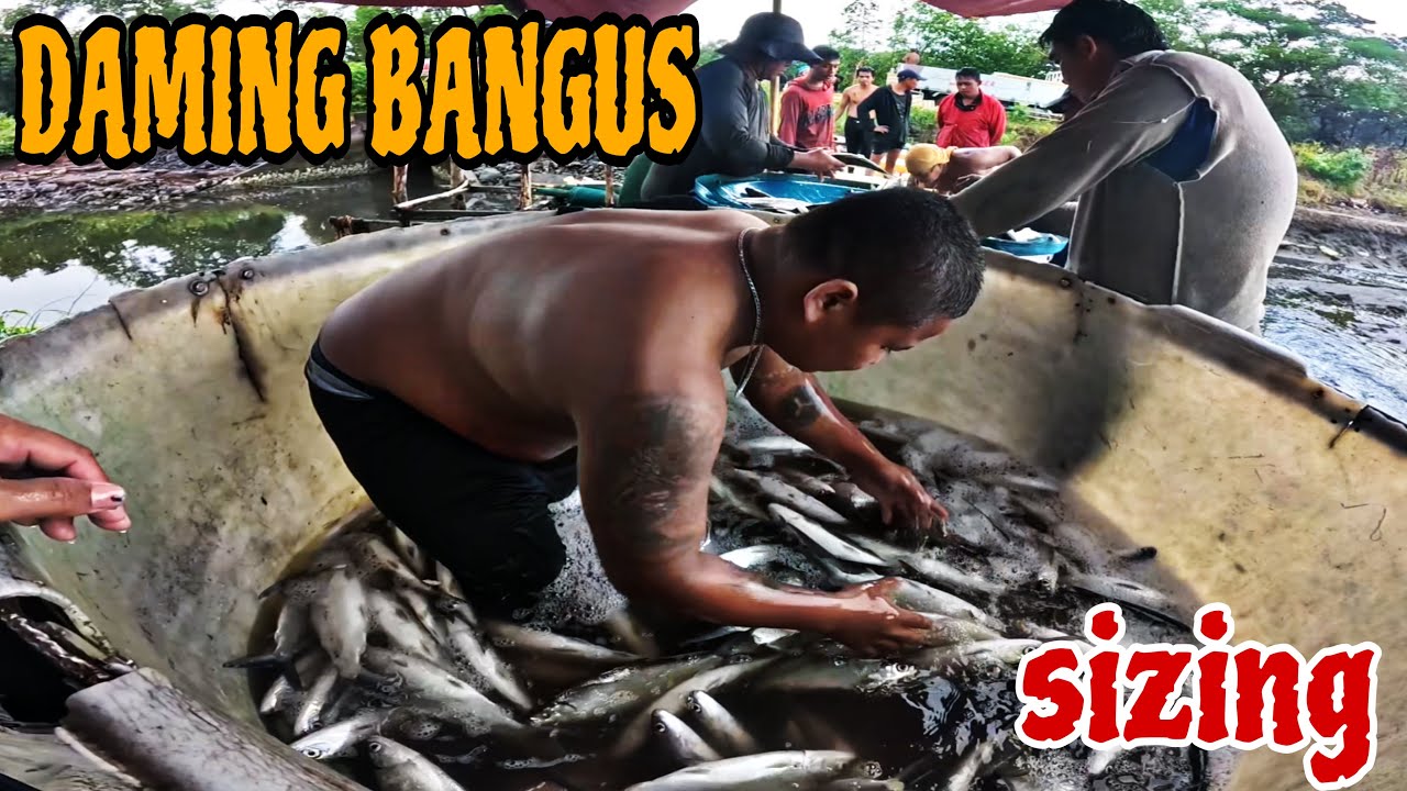BANGUS FARMING MAGANDA ANG KITAAN - YouTube