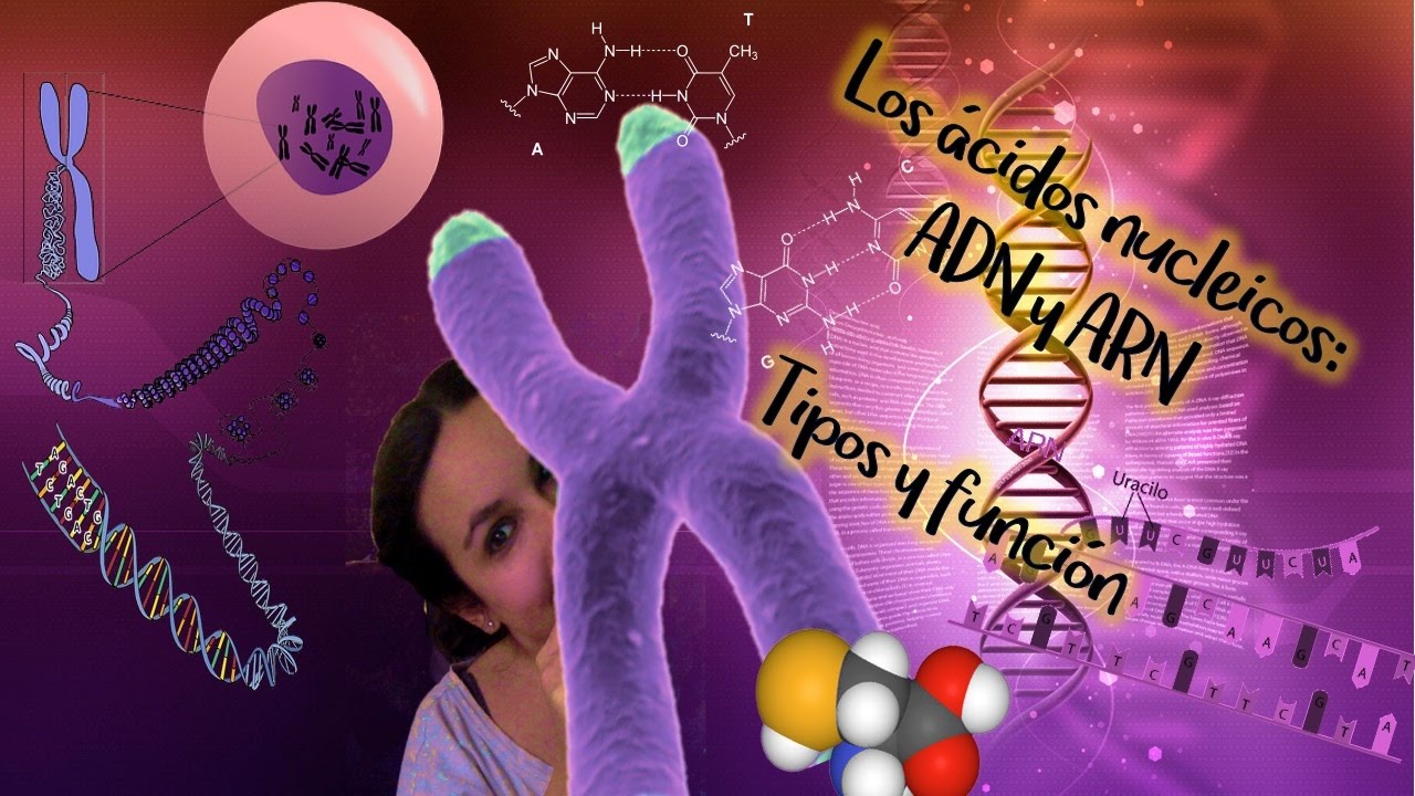 Ácidos nucléicos: ADN y ARN. Tipos y función. Bio[ESO]sfera - Biología ...