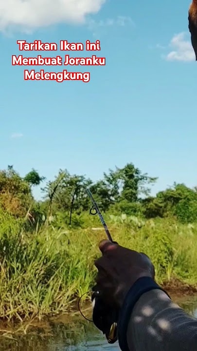 Tarikan Ikan Besar Membuat Joran Sampai Melengkung - YouTube