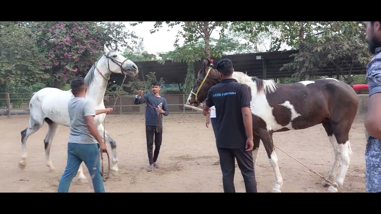 horse mating | horse mating can't stand it | horse breeding ...