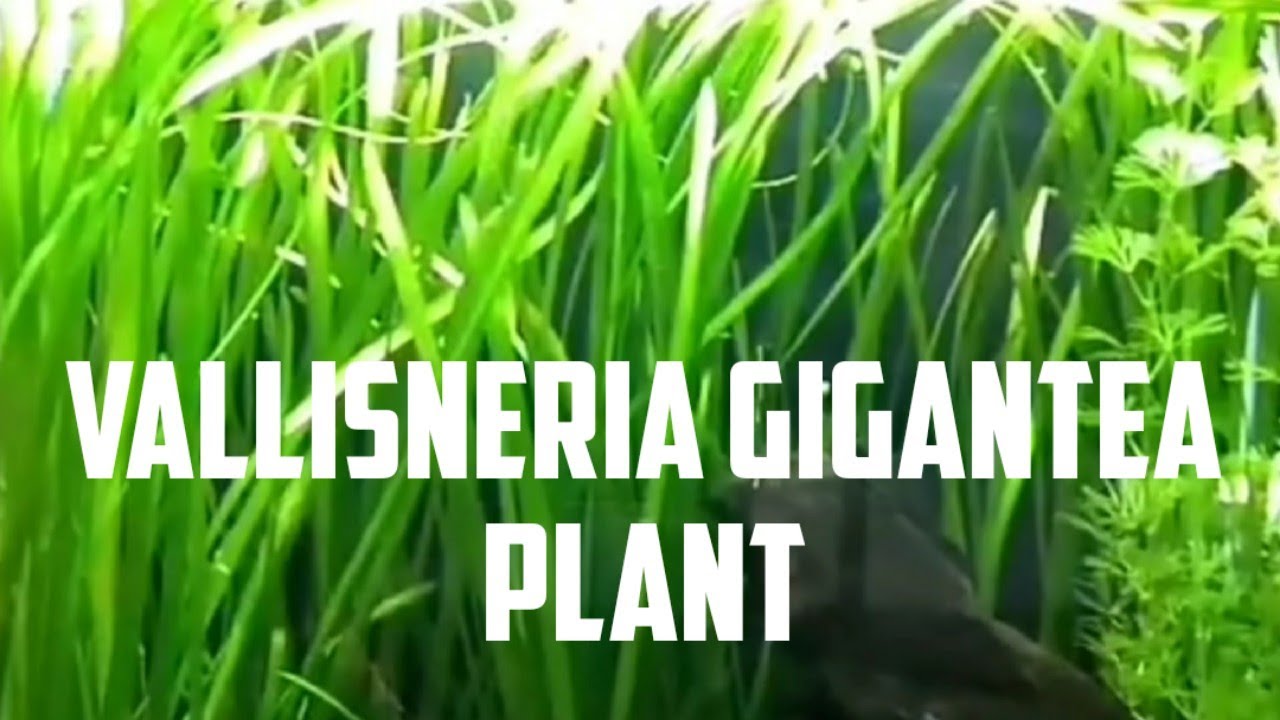 Vallisneria | Jungle Val | Beginner Guide on How To Grow This Great ...