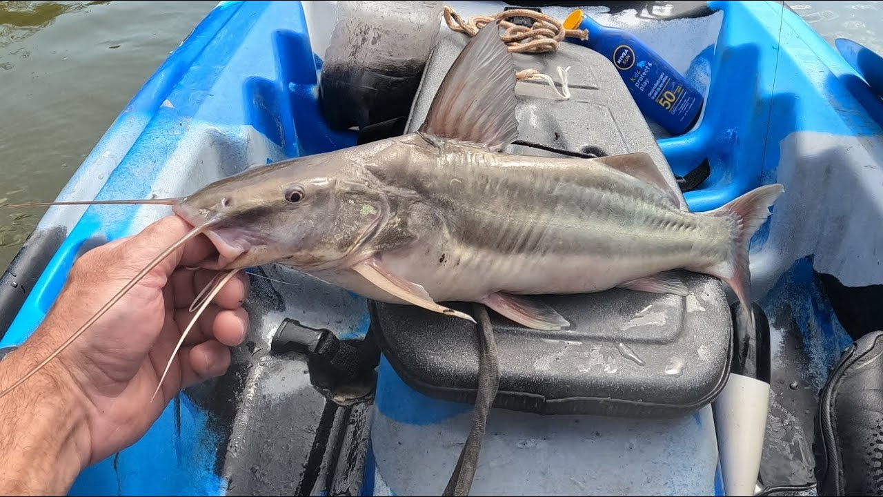 tremendo moncholo!!!! naturaleza río y kayak!!!! - YouTube