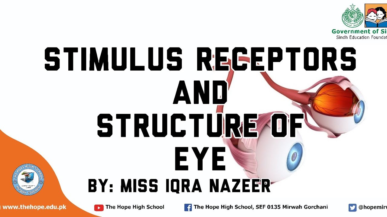 Stimulus Receptors and Dtructure of Eye Lecture by Miss Iqra Nazeer ...